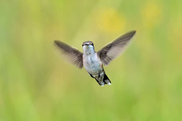 Ruby-throated Hummingbird In Flight by Robert Kramer | 500px