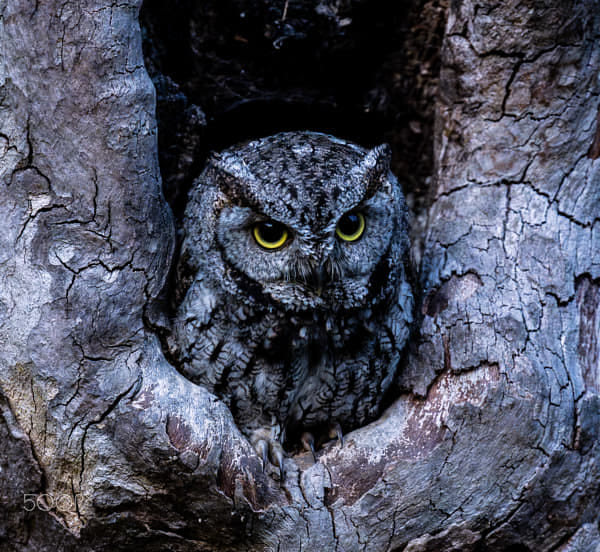 Western Screech Owl by chuck Lei | 500px