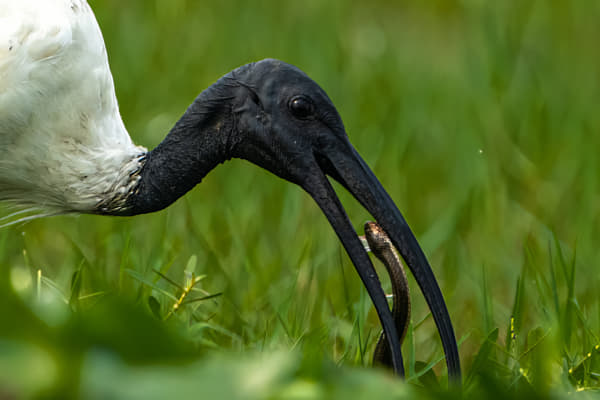 Black Headed Ibis Catches a Water Snake by Mrinmay Mallik | 500px