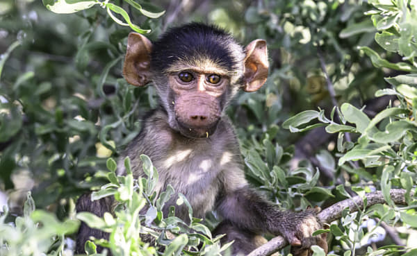Baby Baboon by John Martyny | 500px