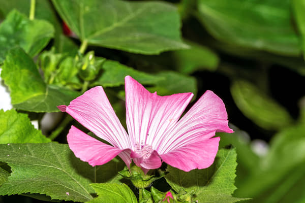 Royal Mallow by Robert Kramer | 500px