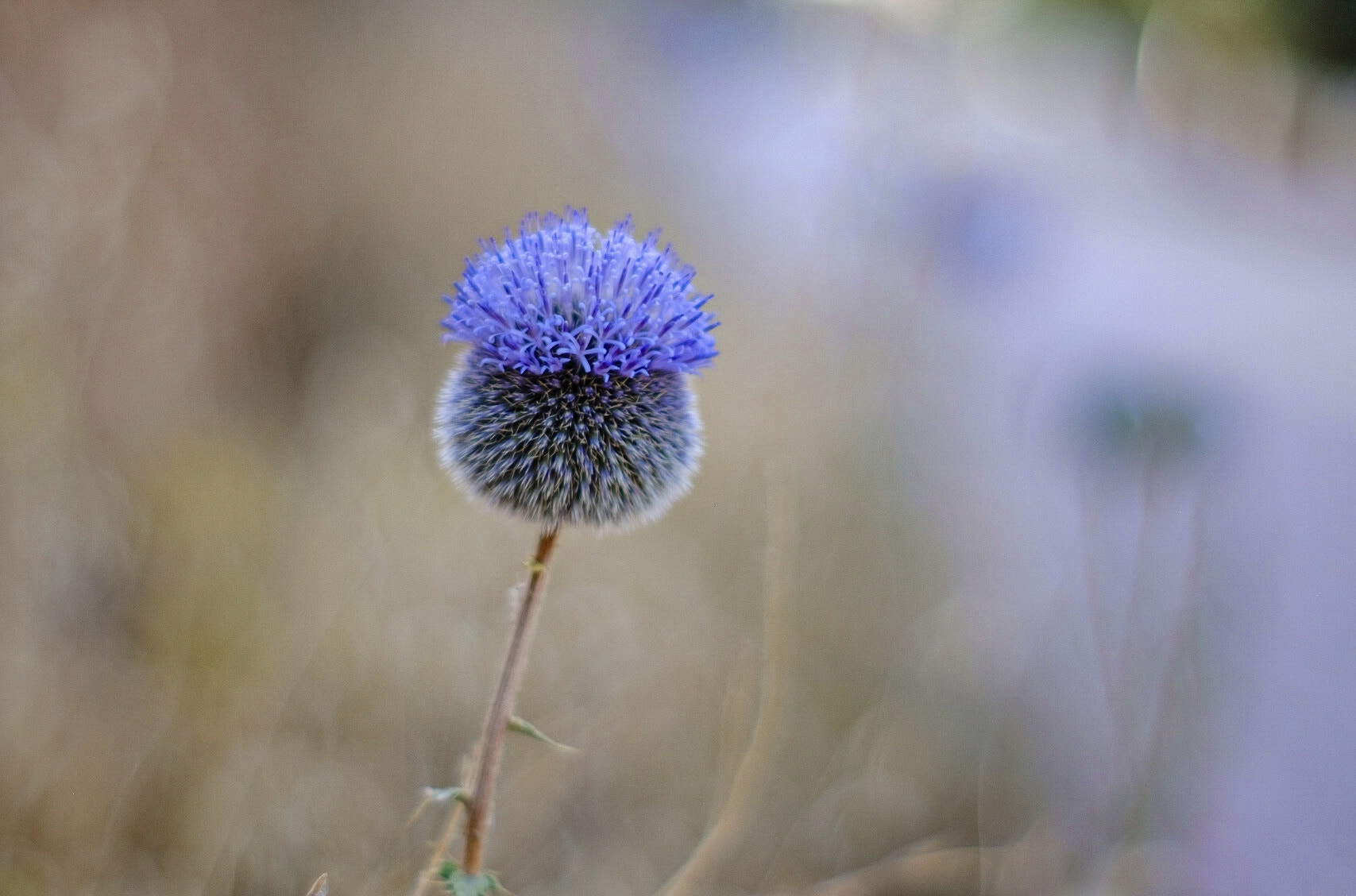 B6F32D13-583D-4B6B-A707-3E93A72E6005-1624-000000E948135D00.jpg by ...