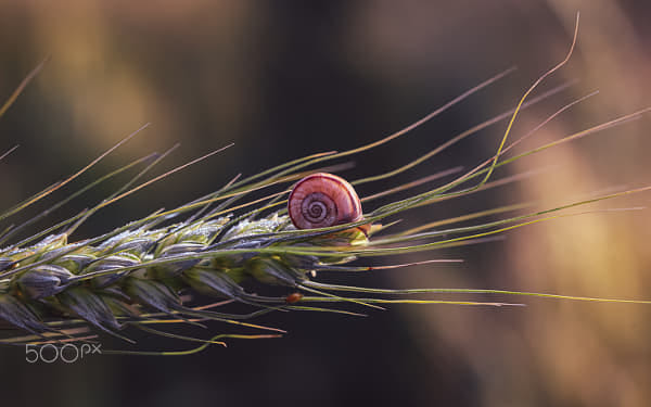 Close-up of small snail on grain stalk by PJFry | 500px