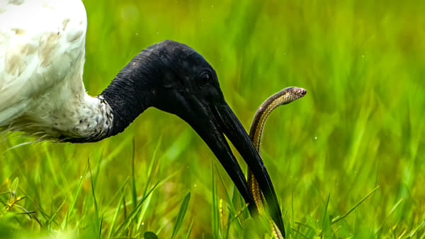 A black-headed Ibis catches a water snake. by Mrinmay Mallik | 500px