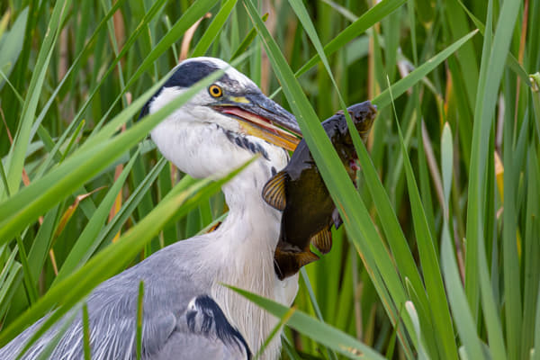 Heron with his Catch by Luke Addison | 500px