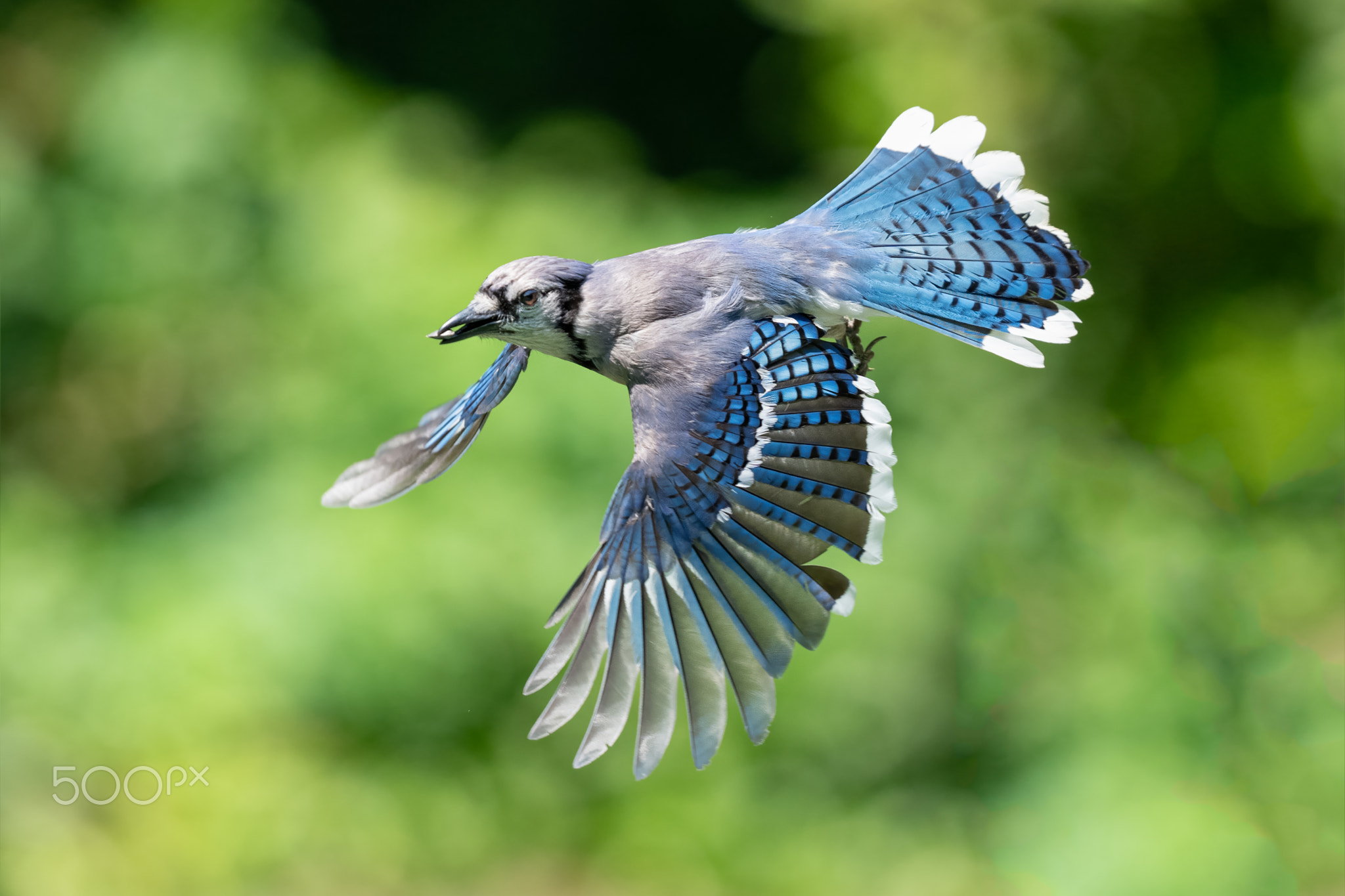 On the Move by Dennis Bartsch | 500px