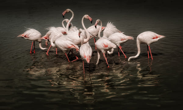 FLAMINGOS..... by Ana Rivero | 500px
