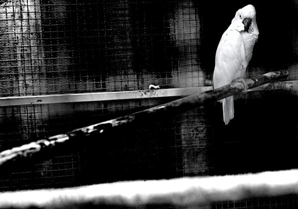 White Bird staring at me by SHIN SHIN | 500px
