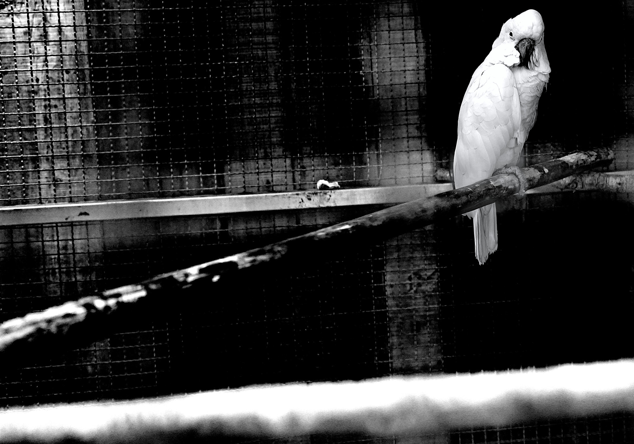 White Bird staring at me by SHIN SHIN | 500px