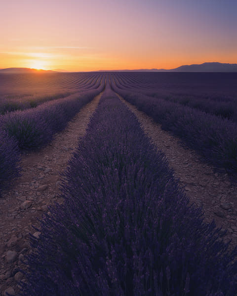 Lavender sunset by Samuel | 500px