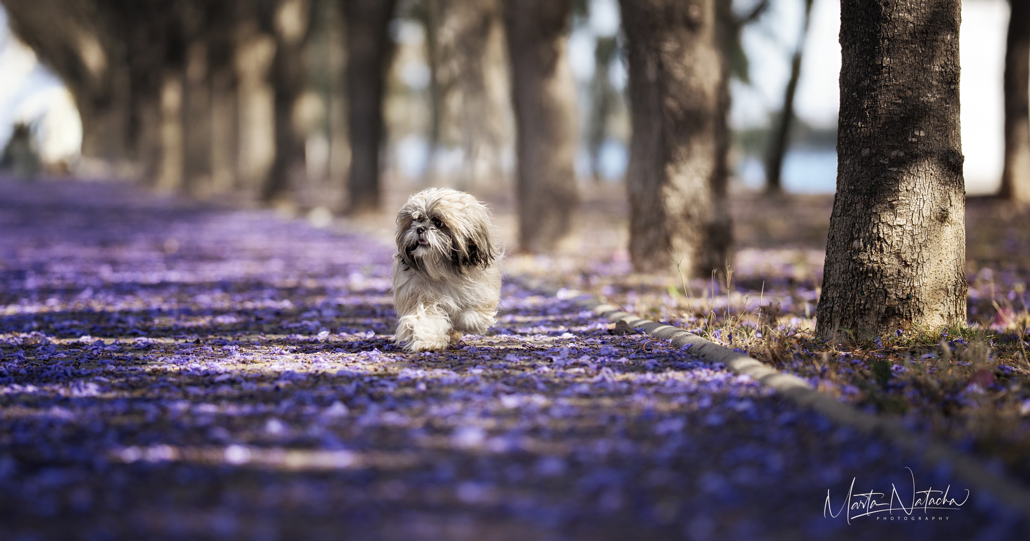 paseando entre jacarandas by Marta Natacha moreno | 500px