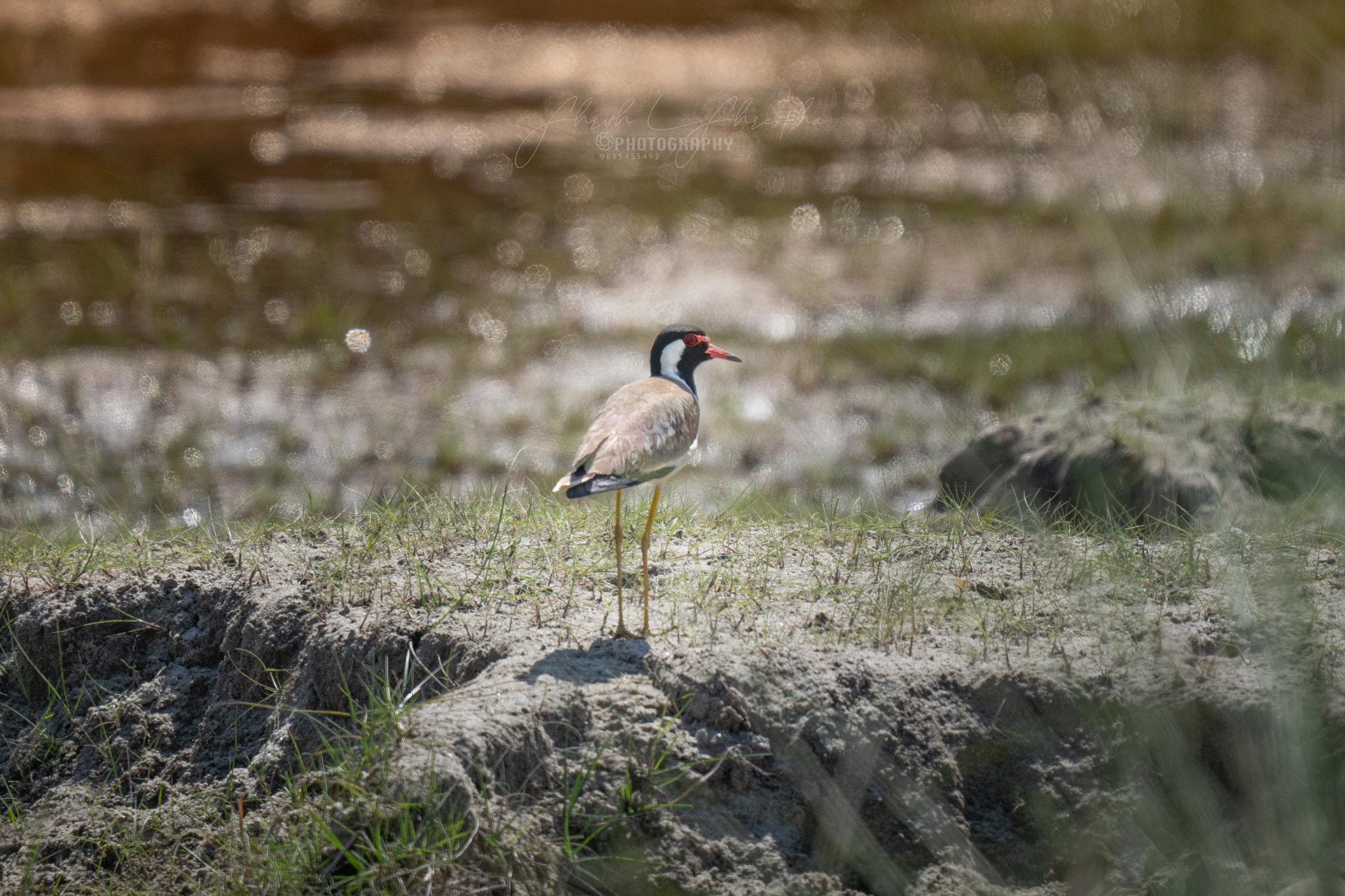 Shrish Shrestha Wildlife Photography by Shrish Shrestha | 500px