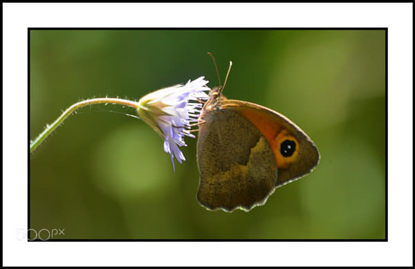 Le papillon 25-154 by Hüseyin AY | 500px