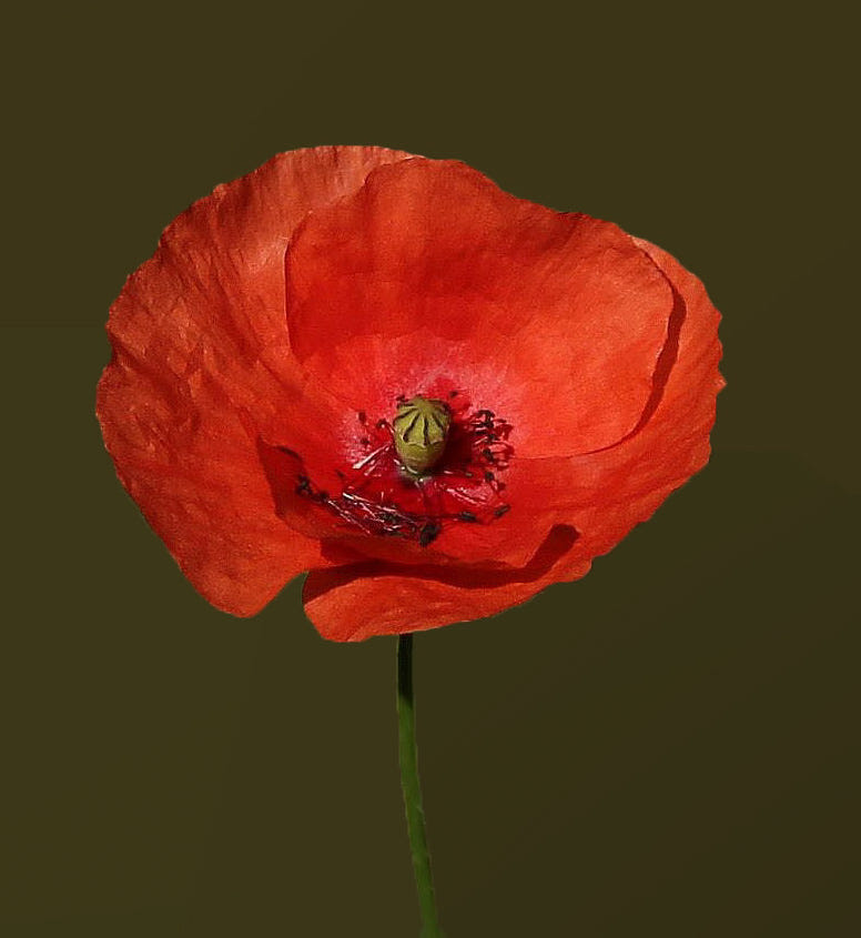 Mohnblume by loramulle | 500px