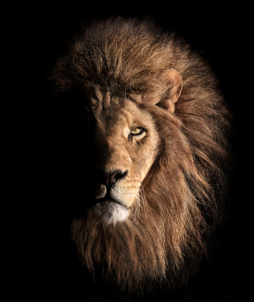 Close-up portrait of lion against black background by Anna Valova | 500px