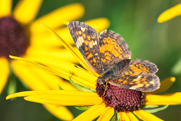 Pearl Crescent (Phyciodes tharos) by Robert Kramer | 500px