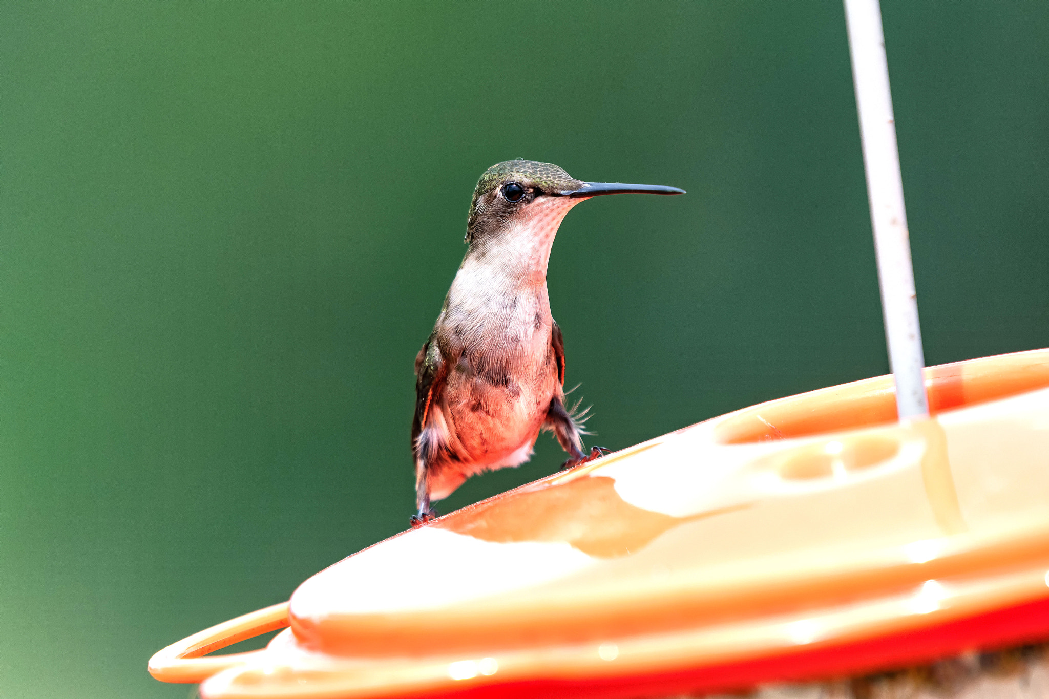 Ruby-throated Hummingbird On A Feeder by Robert Kramer | 500px
