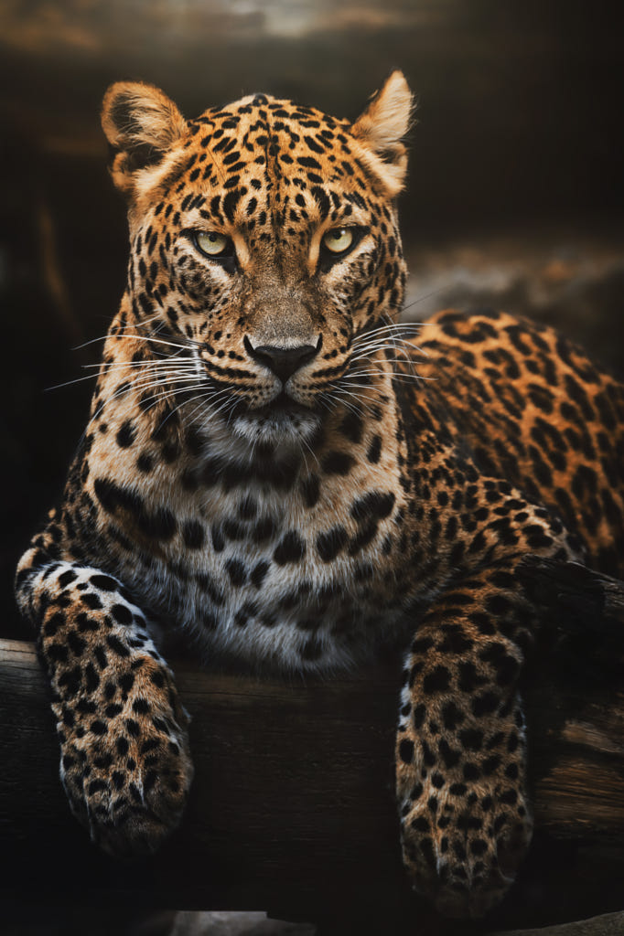 Ceylon leopard by Ondřej Chvátal | 500px