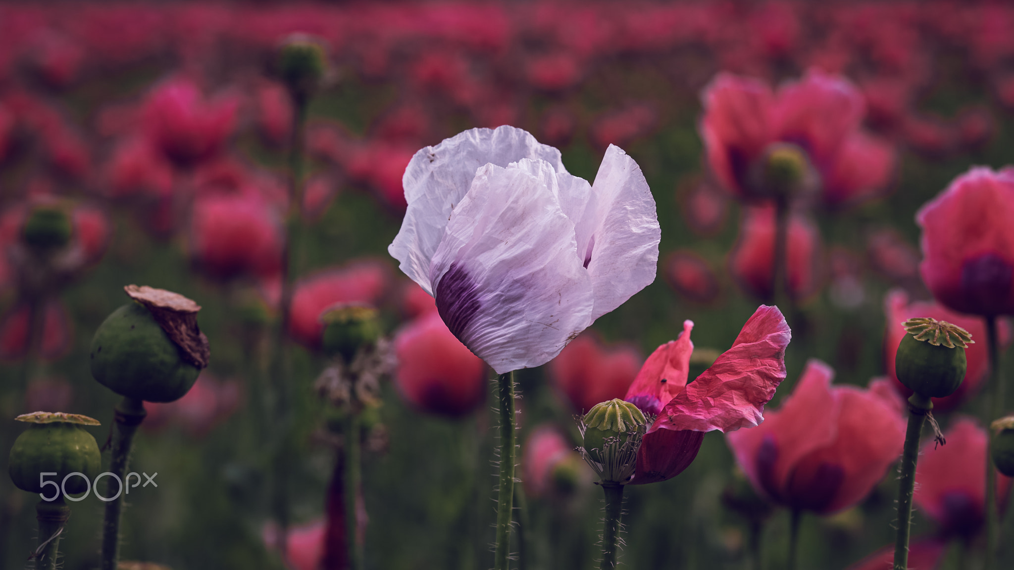 Close-up of white Poppy between Red poppies on field by PJFry | 500px
