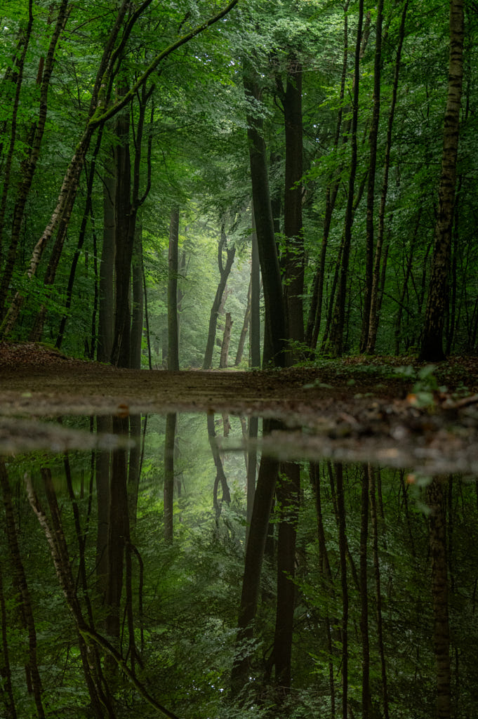 Fresh reflection by Edwin Wiskerke | 500px