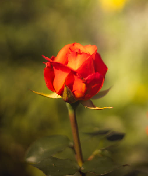 Shot on Canon EOS RP by Mark Ulman | 500px