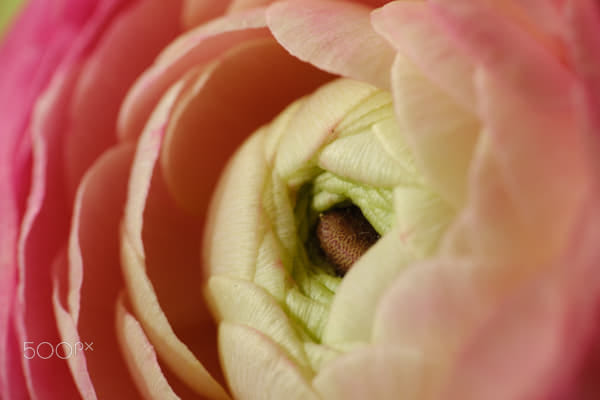 Details of a ranunculus by Angela Schmidt ♡ | 500px