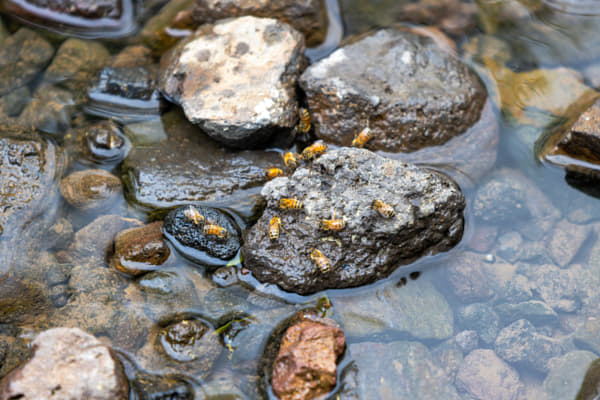 High angle view of bees drinking water on stones by Seif Ibrahim | 500px