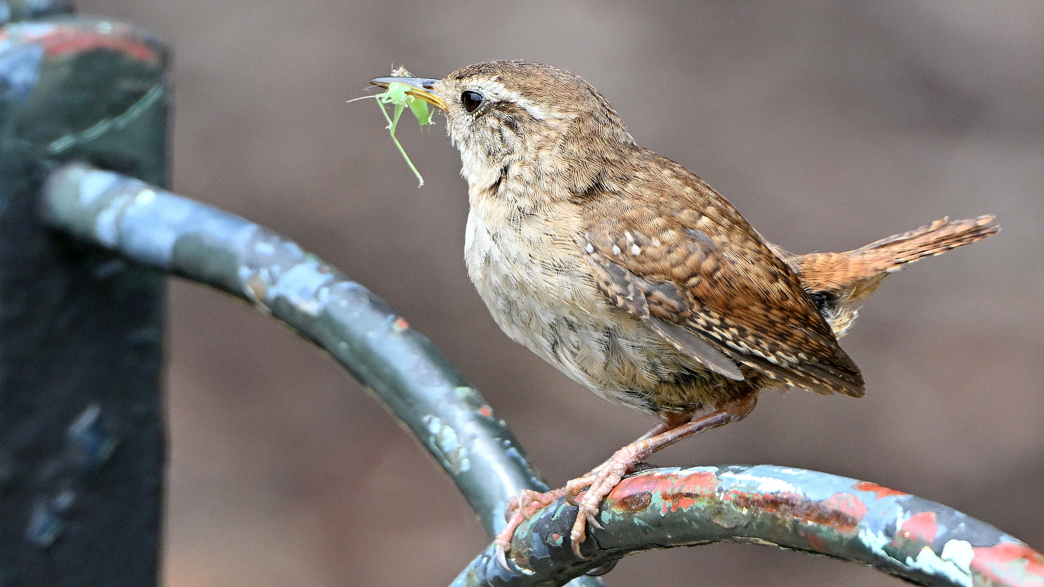 Wren on hunt... by A. Amerikali | 500px