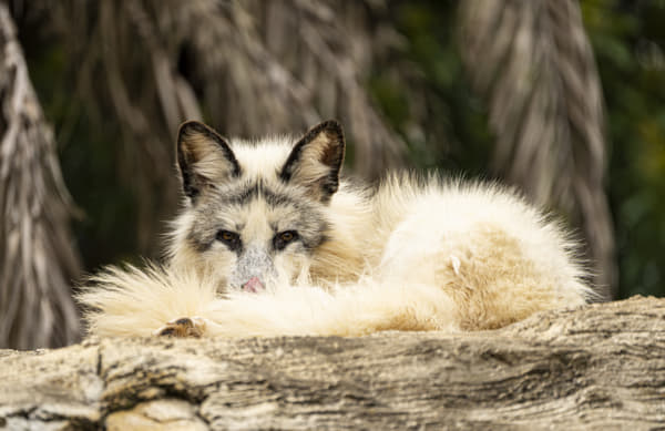 Fox by YuHua Lou | 500px