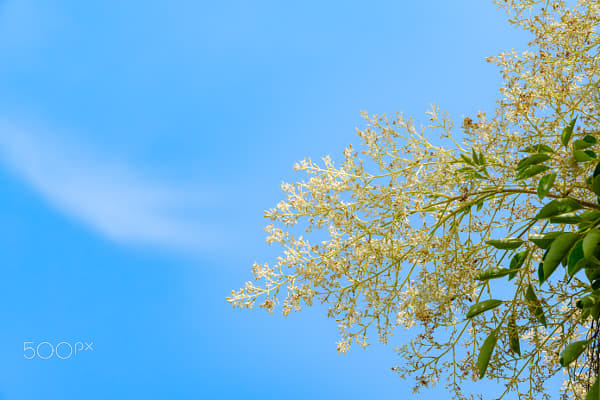 Delicate White Blossoms Against a Clear Blue Sky by Kazutaka | 500px