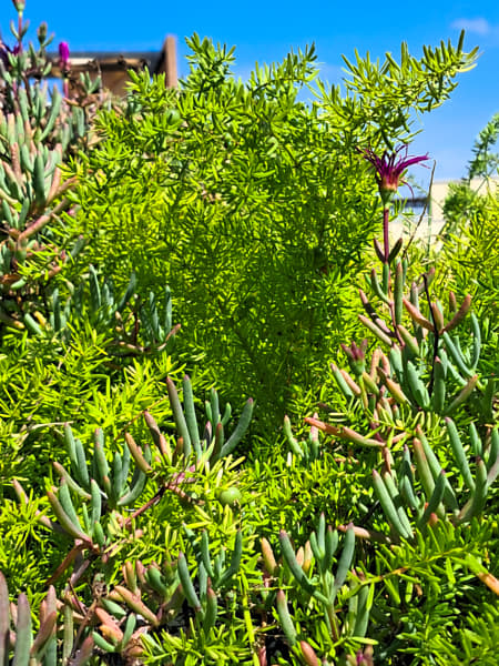 SUCCULENTS by Jorge Dorantes Gonzalez | 500px