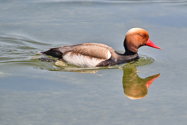 Close-up of duck swimming in lake by Bernhard Kaiser | 500px