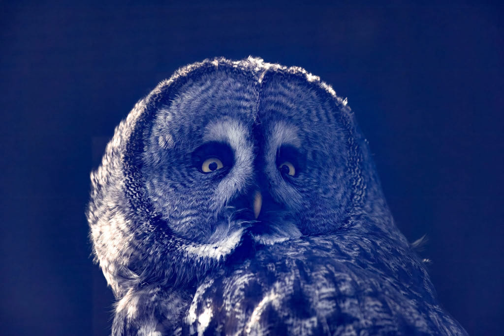 more on my Boosty by Satin Popalam Putyatina | 500px