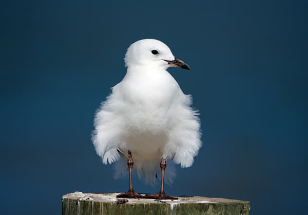 Windy day! by Tom Musson | 500px