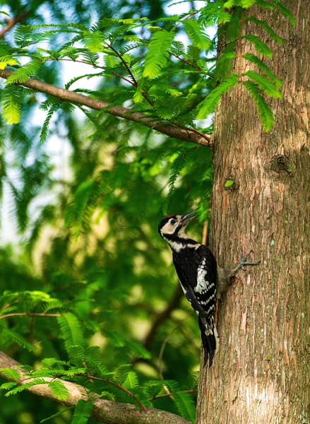 Woodpecker by Hans-Joerg Dietrich | 500px