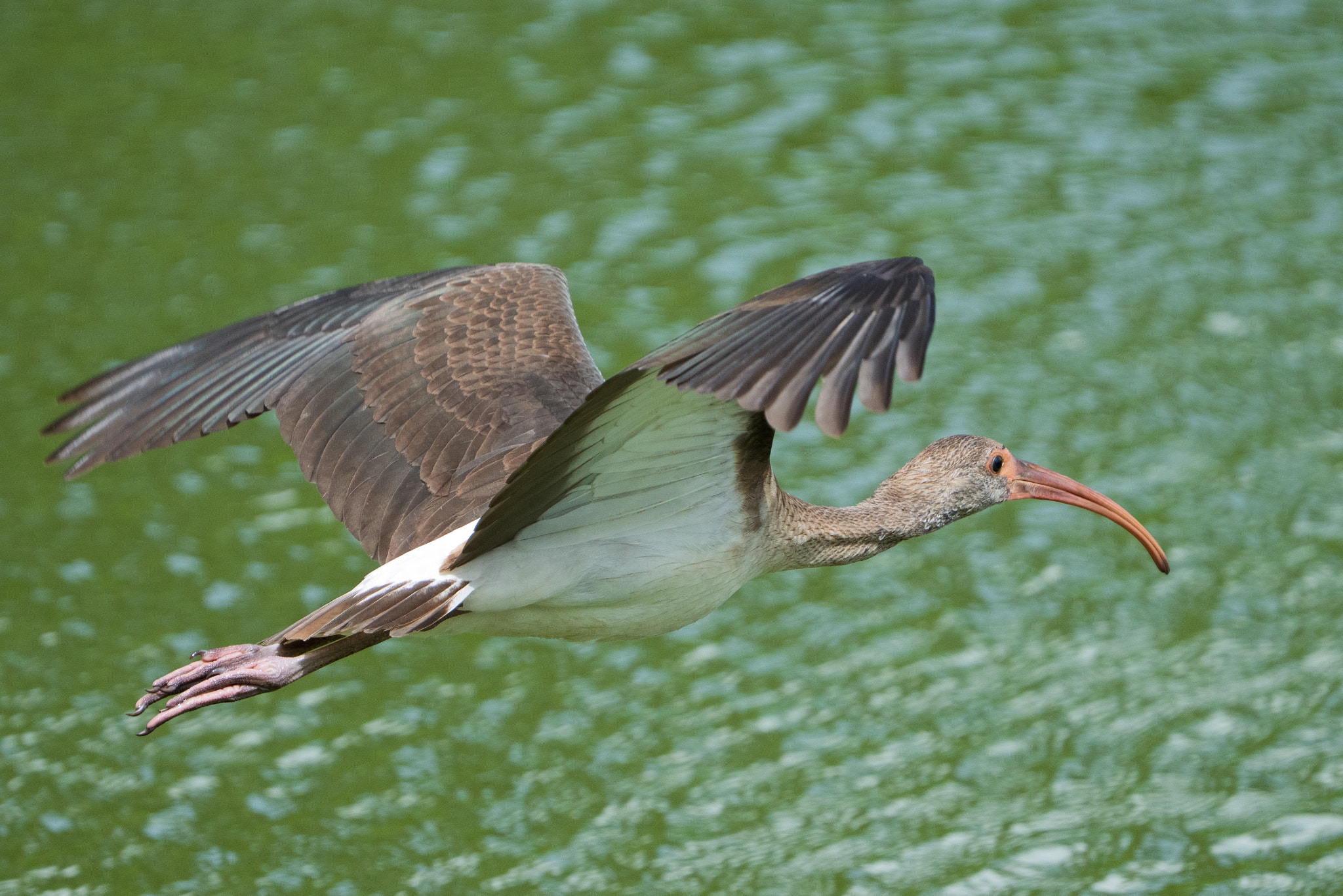 Ibis in flight by Ken Owens | 500px