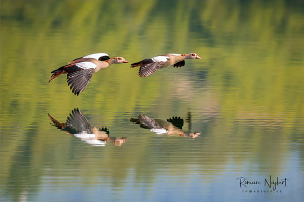 Duck squadron by Roman Najbert | 500px