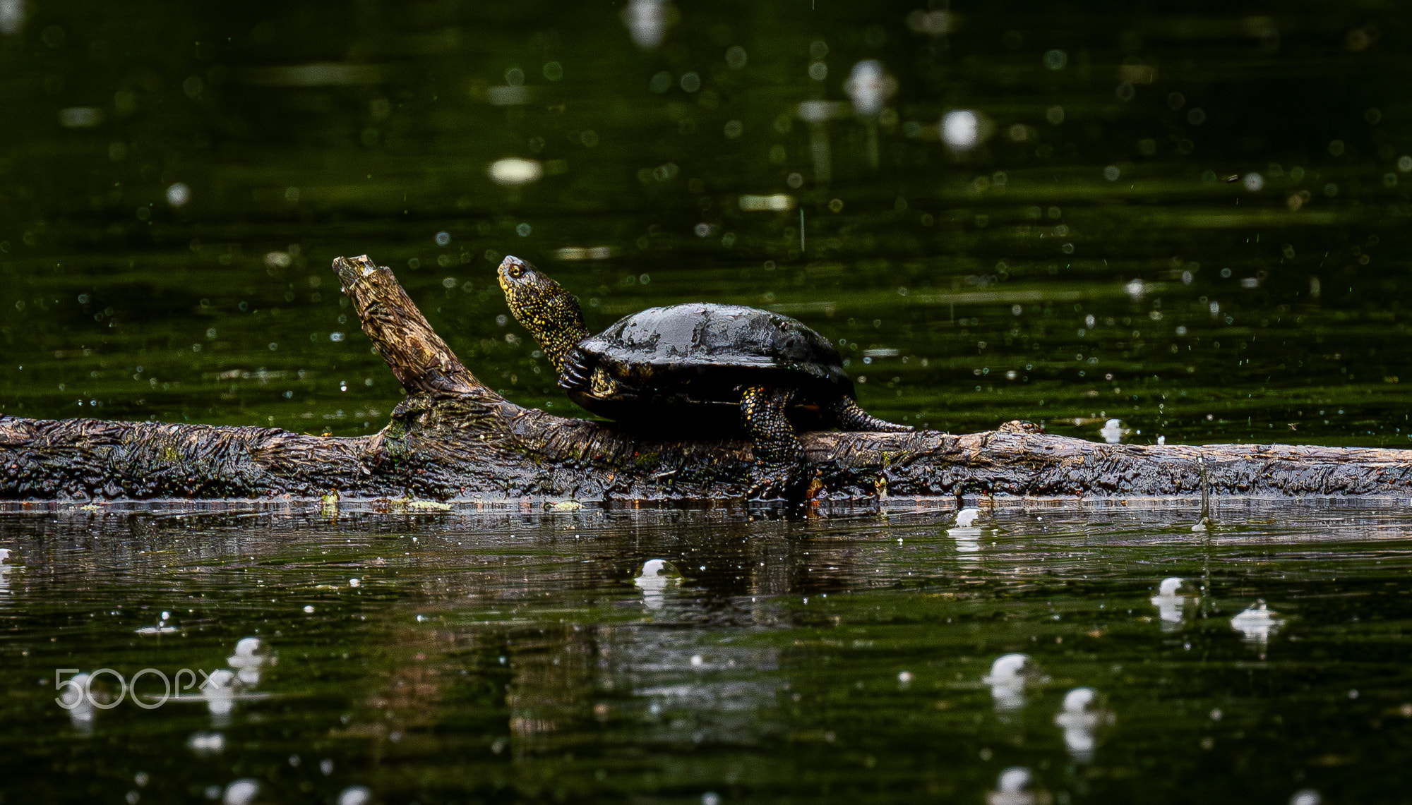 Animals 8 by Michał Goss | 500px