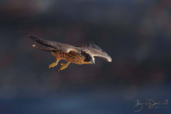 Peregrine falcon chick flyby by Boris Droutman | 500px