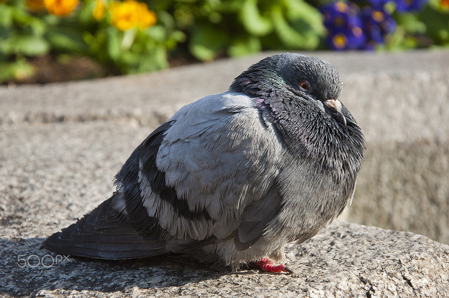 Chubby Wood Pigeon by Graeme Berry / 500px