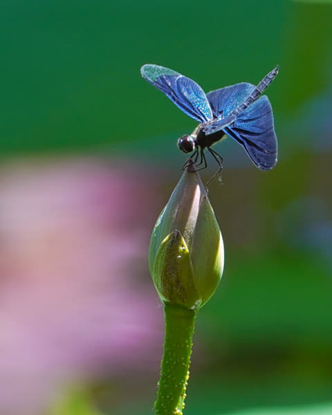 Butterfly dragonfly by shoji uno | 500px