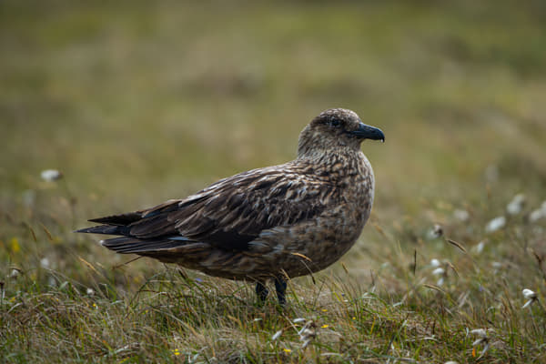 Bonxie by Michael Hafner | 500px