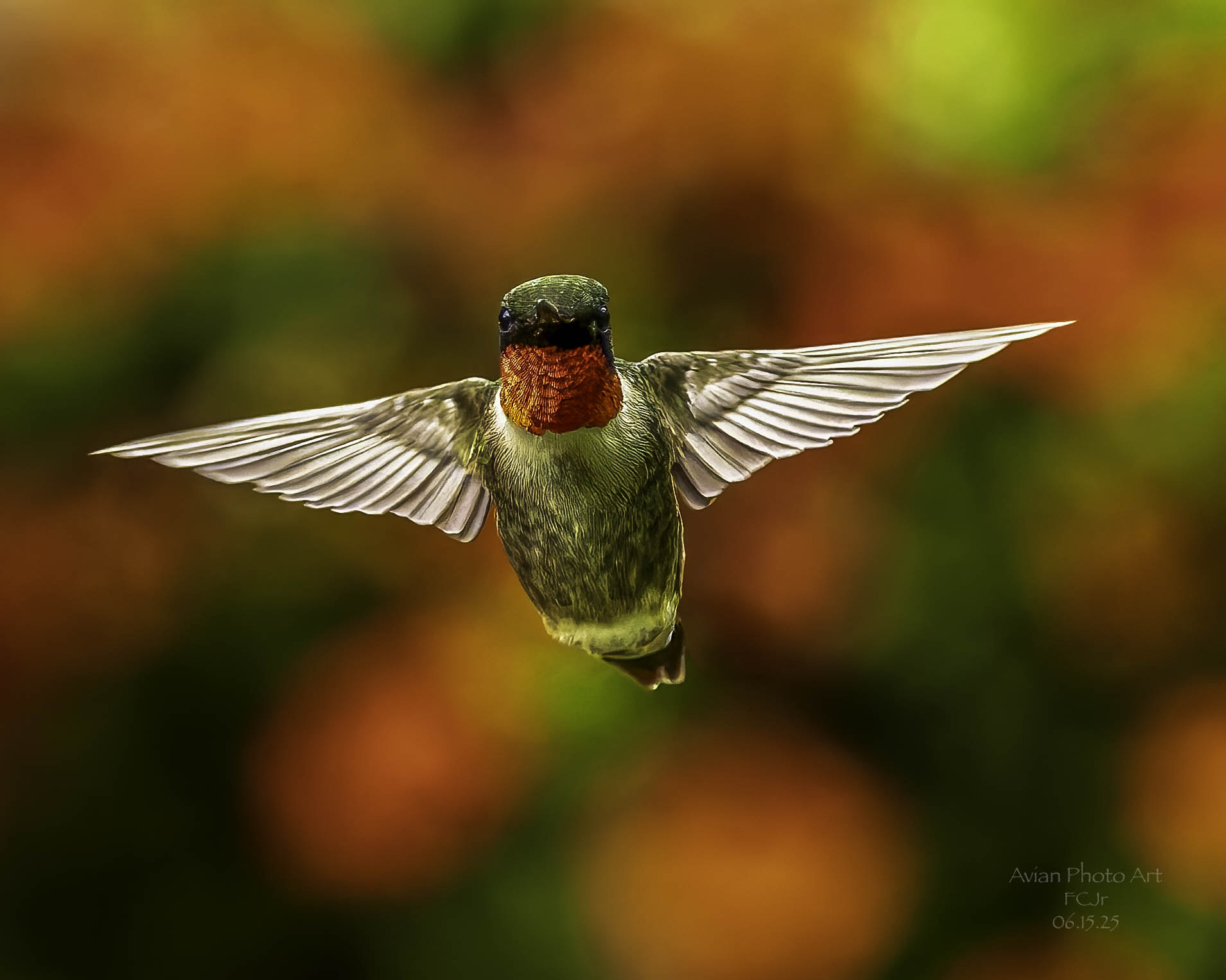 Ruby Throated Hummingbird - Male by Fran Czemerda Jr | 500px