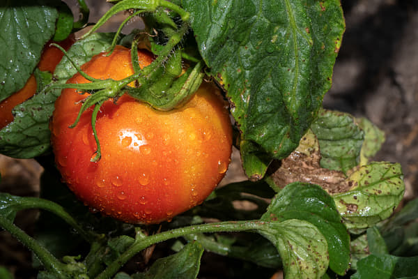 Close-up of wet tomatoes growing on plant by Robert Kramer | 500px