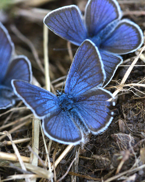 blue by Phil Huber | 500px