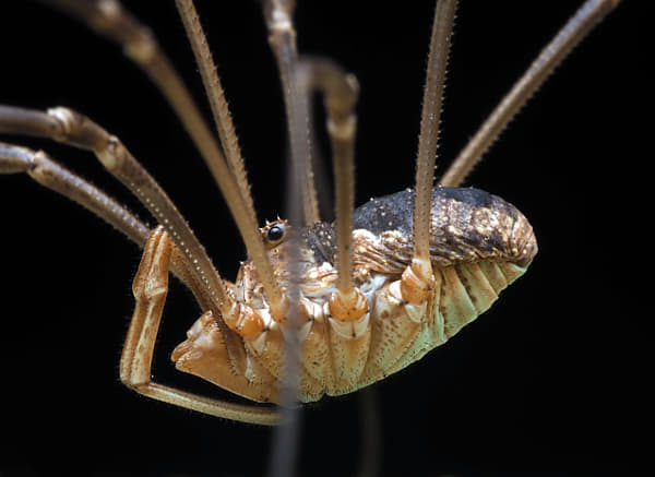 All Legs! by Tom Musson | 500px