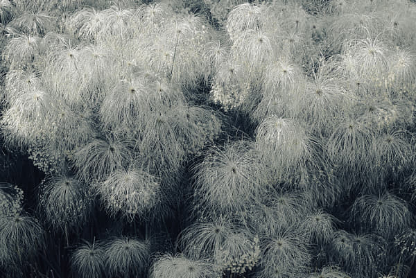 Papyrus cloud by Gabriela Buff | 500px