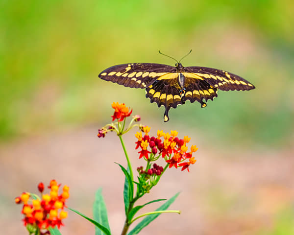 Giant Swallowtail on Tropical Milkweed by Peter B Nyren | 500px