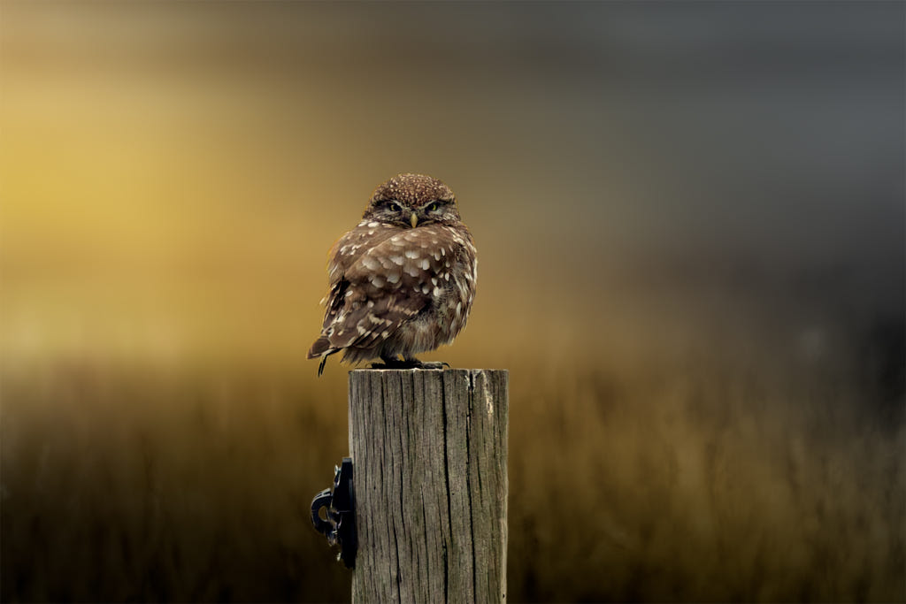 Little owl perching at sunrise by Gert J ter Horst | 500px