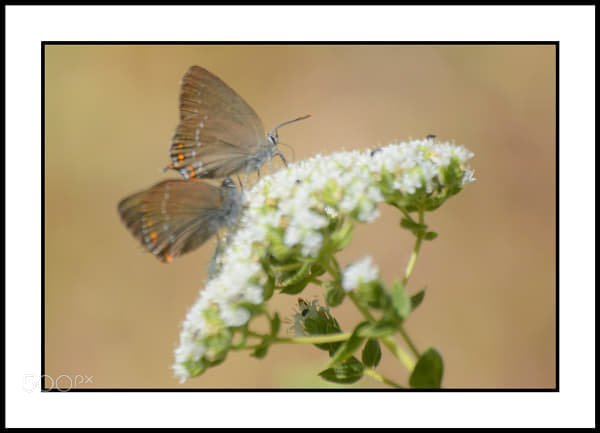 Les papillons 25-170 by Hüseyin AY | 500px